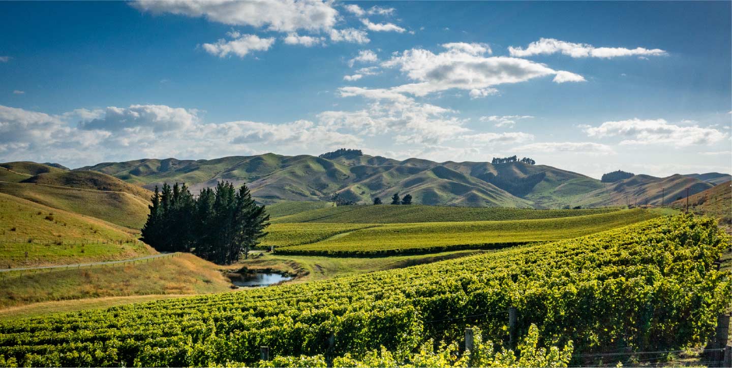Map Maker Sauvignon Blanc, Marlborough NZ - Voyage to the edge of the ...